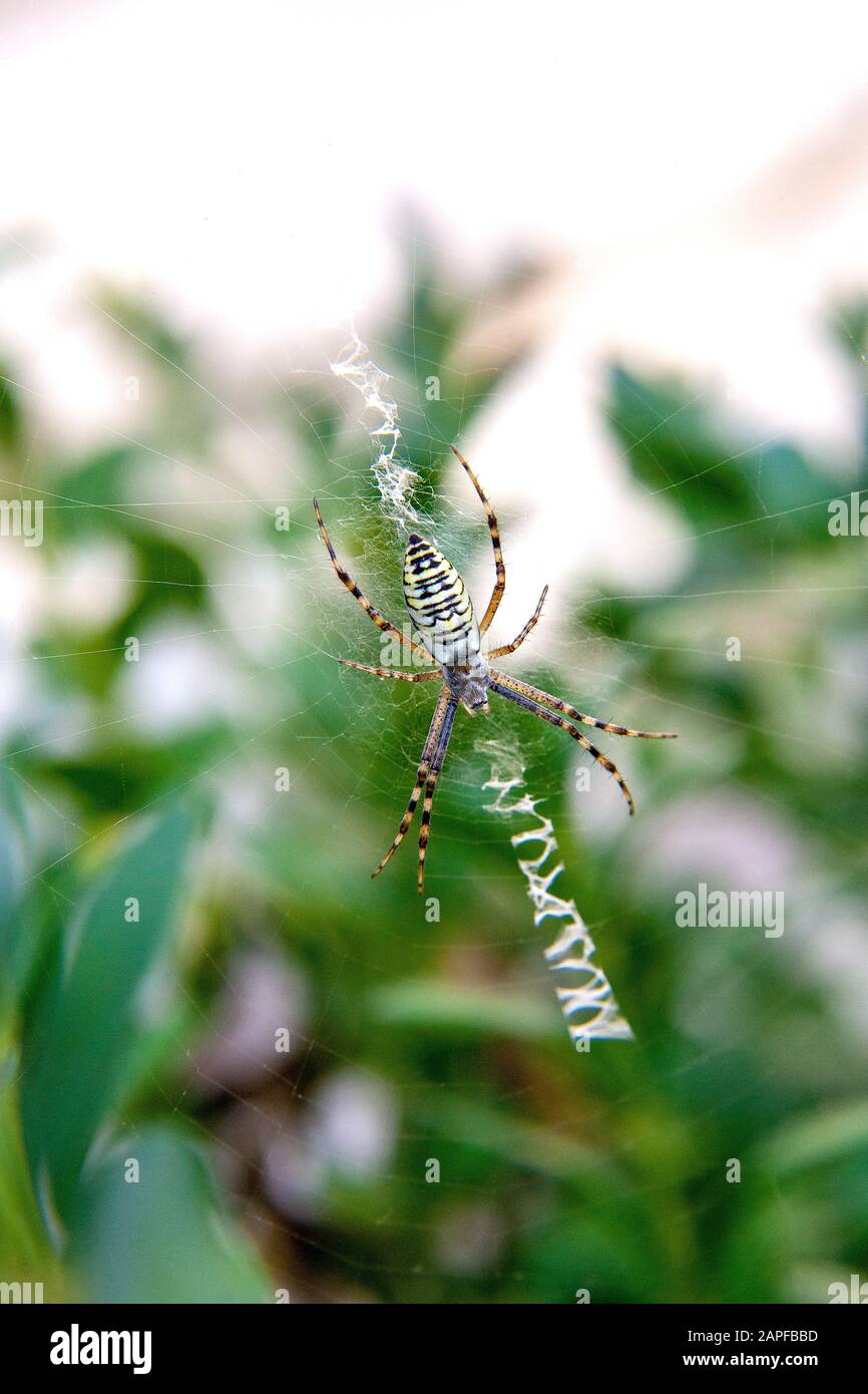 Wasp spider Argiope bruennichi. Orb-web Insect with yellow stripes, web ...
