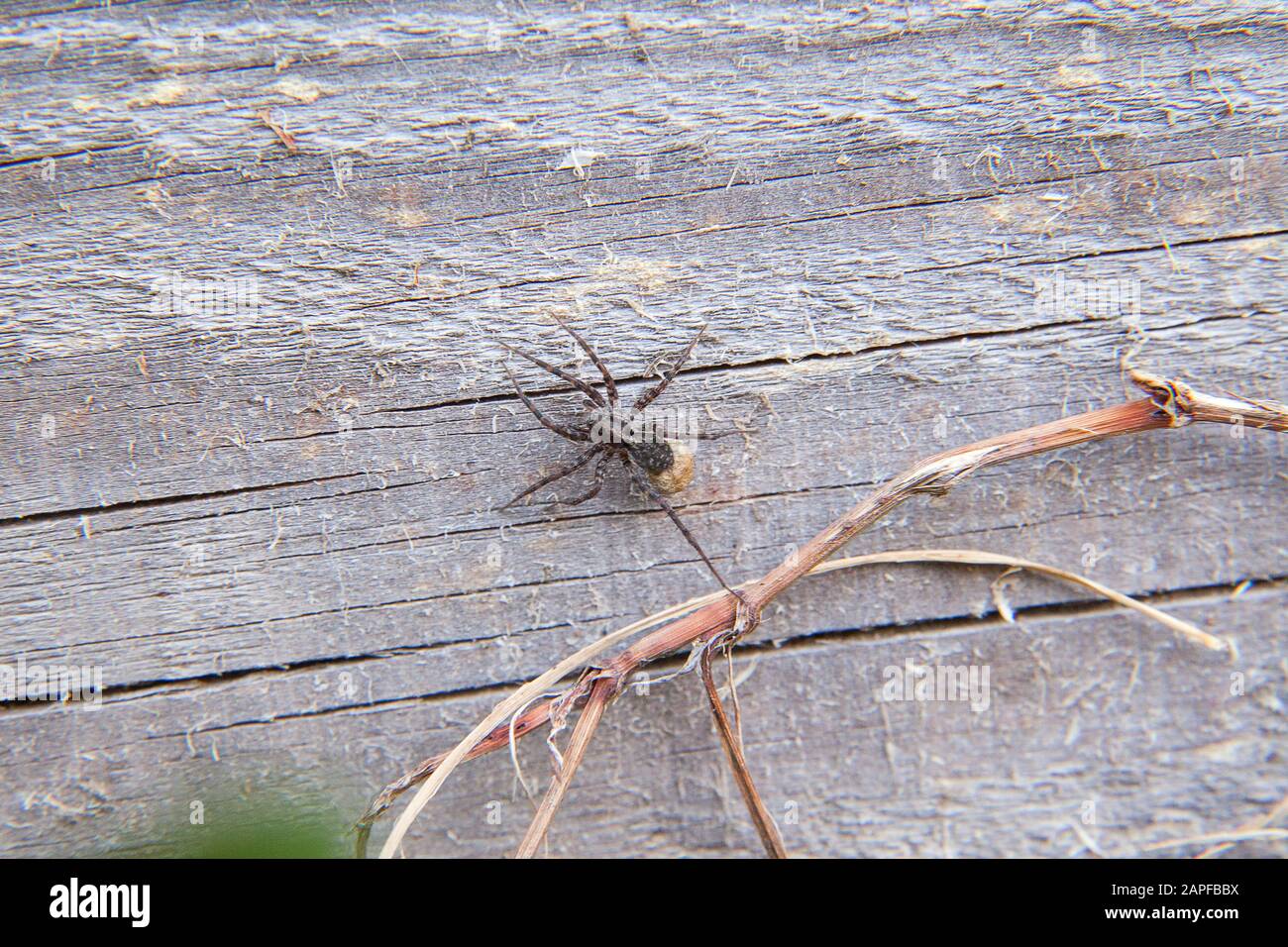 Macro shot of small grey spider on wooden background. Tiny / Small ...