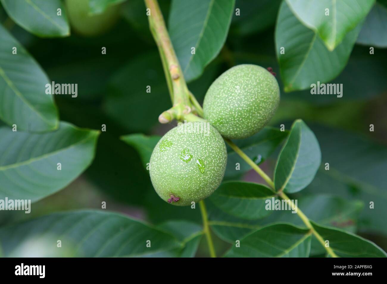 Fresh walnuts hanging on a tree in the blue background. Green walnut ...