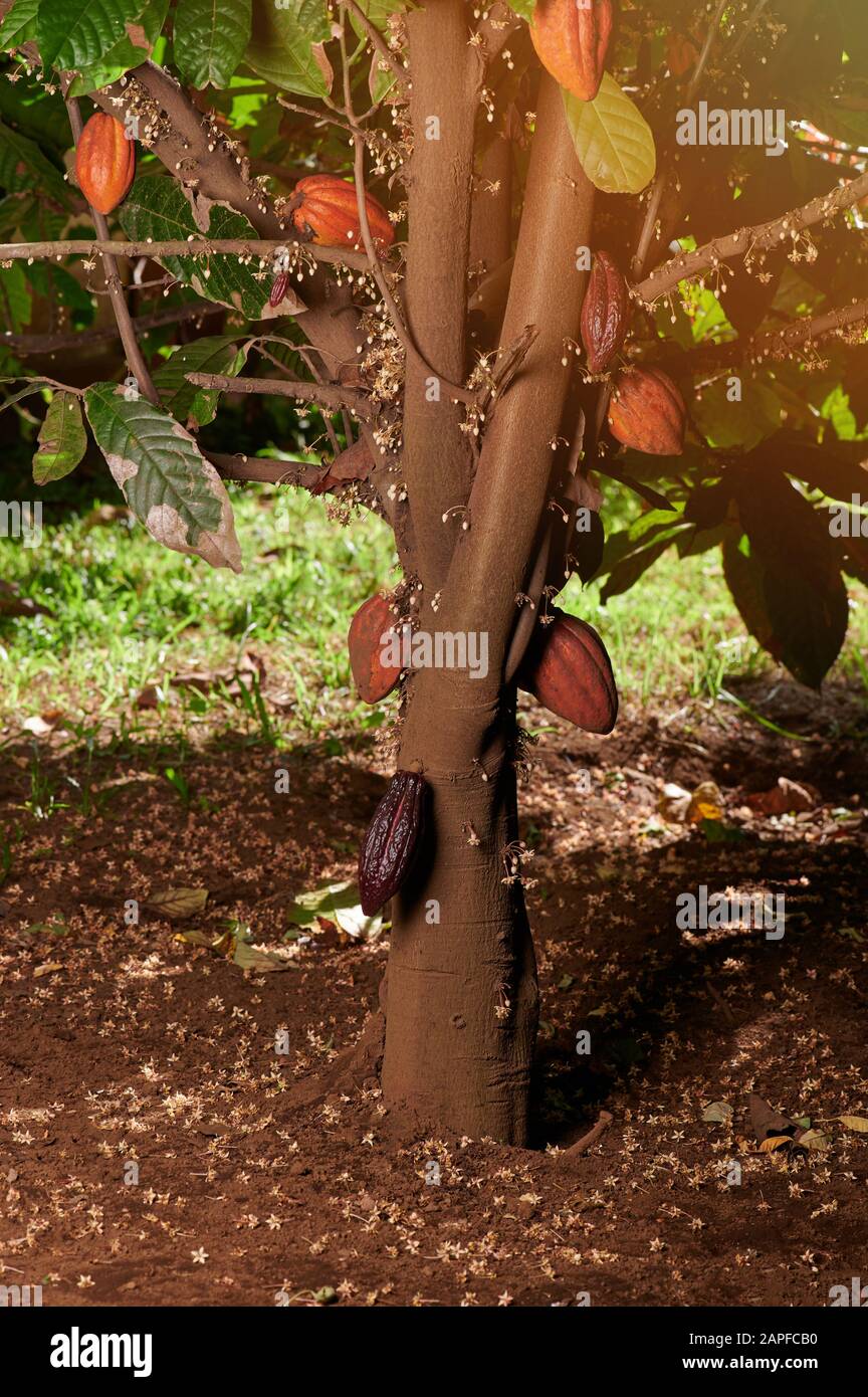 Cacao tree plant on summer sunny light close up view Stock Photo - Alamy