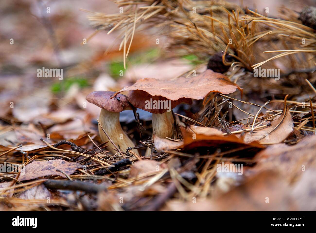 Close up view of double mushroom boletus badius, imleria badia or bay ...
