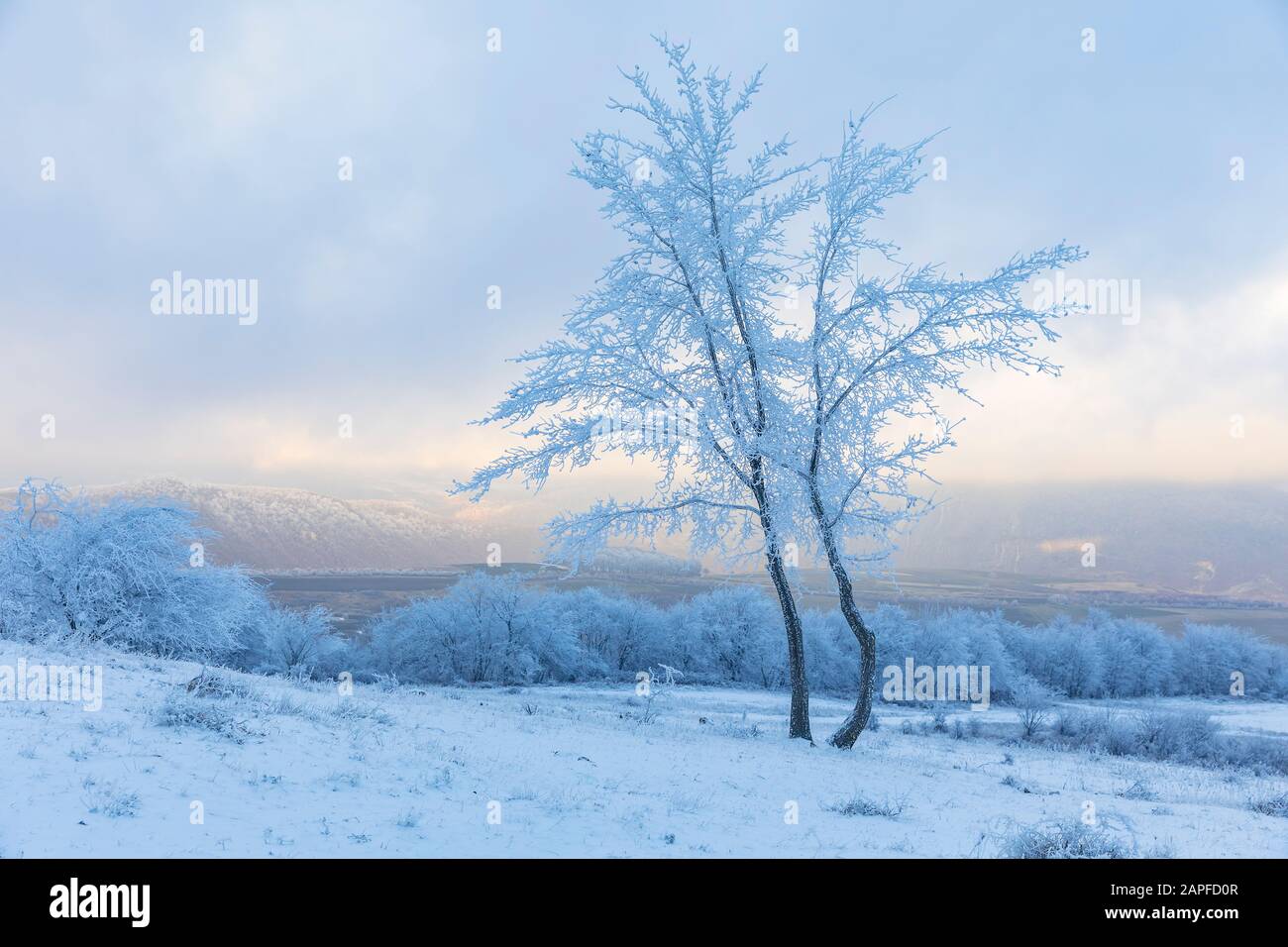 Frozen tree branches in the forest Stock Photo - Alamy