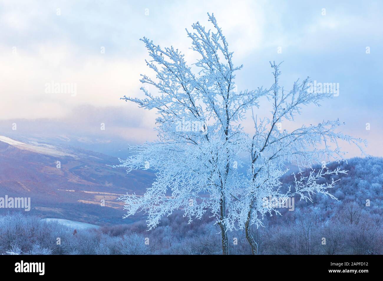 Frozen tree branches in the forest Stock Photo - Alamy