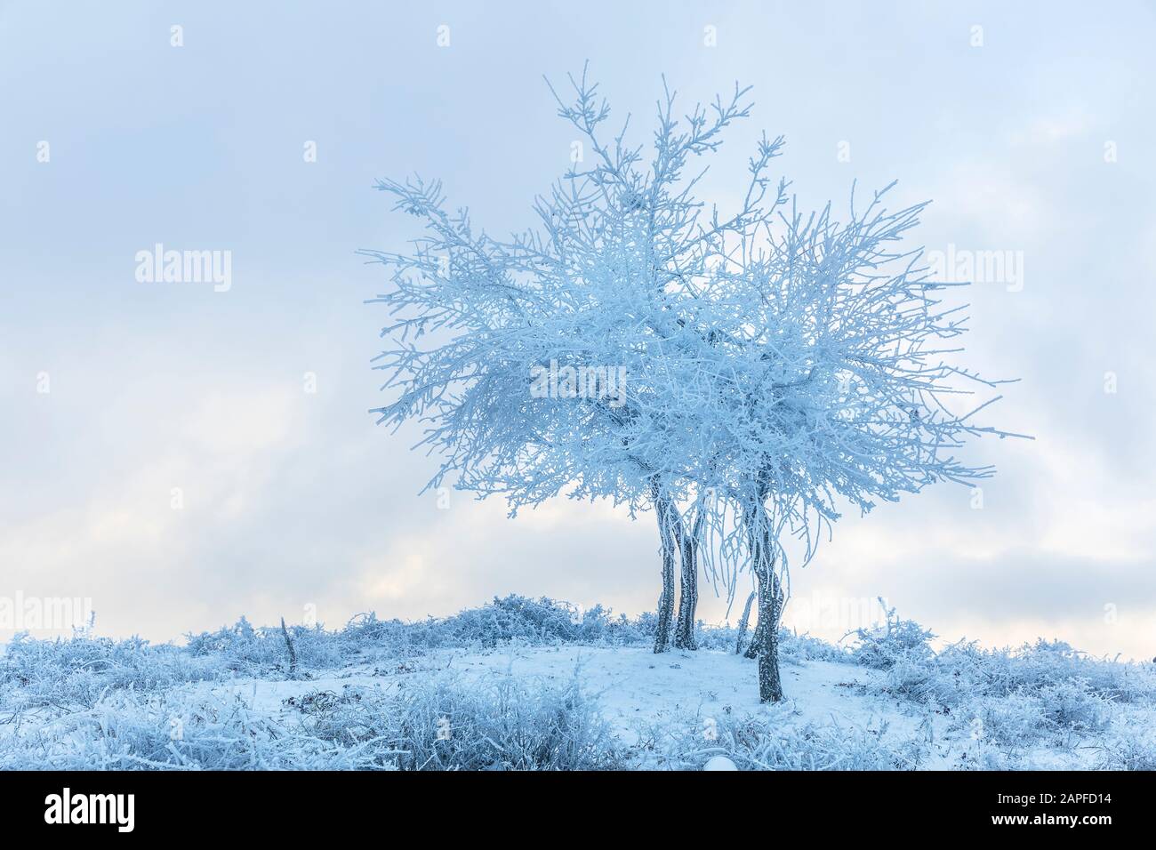 Frozen tree branches in the forest Stock Photo - Alamy
