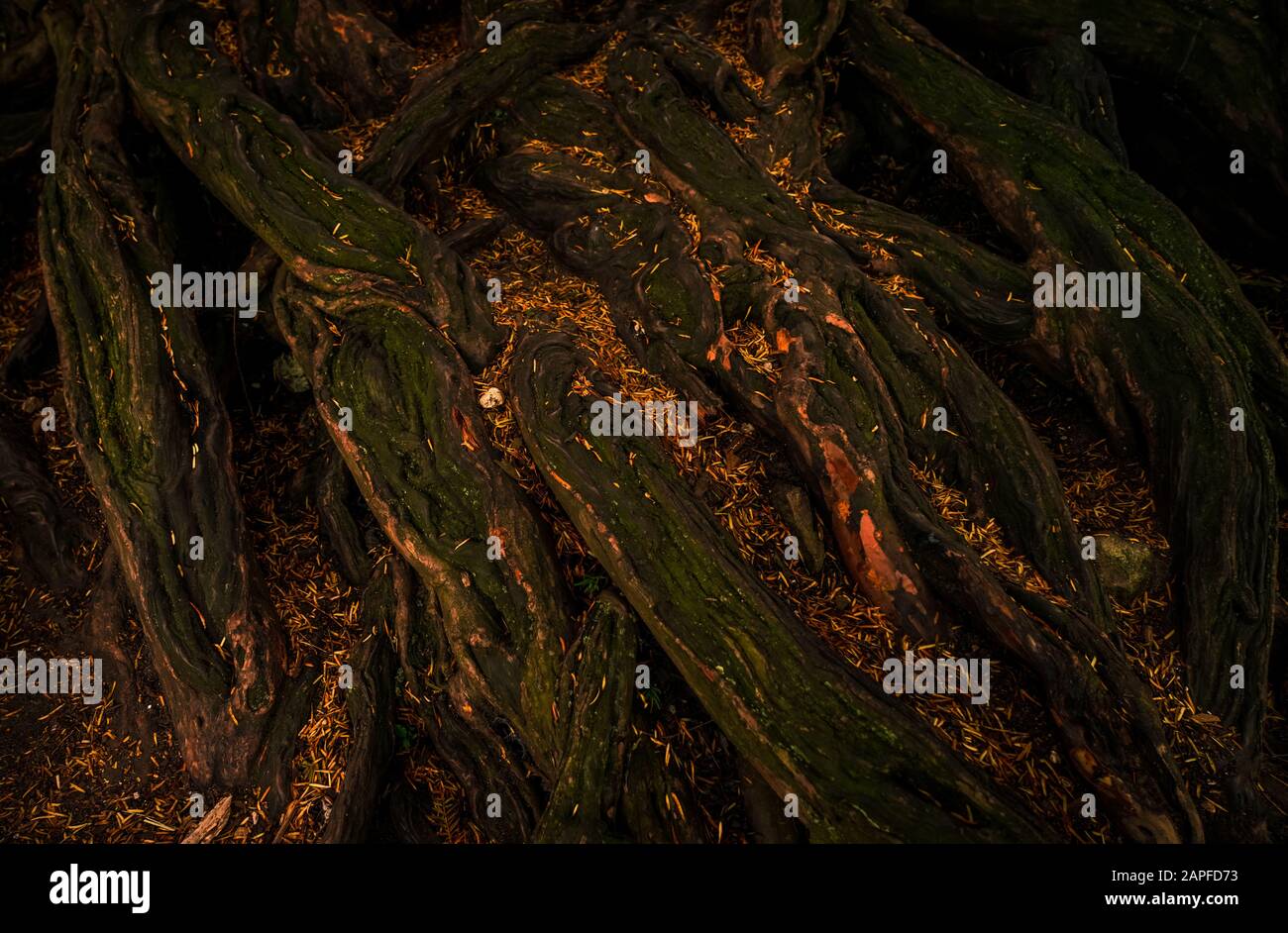 Black tree silhouette illustration roots hi-res stock photography and ...