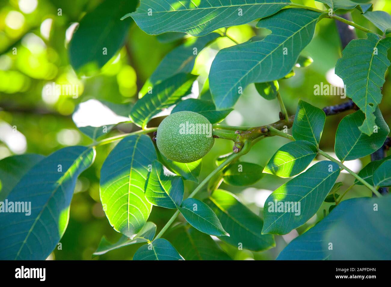 Fresh walnuts hanging on a tree in the blue background. Green walnut ...