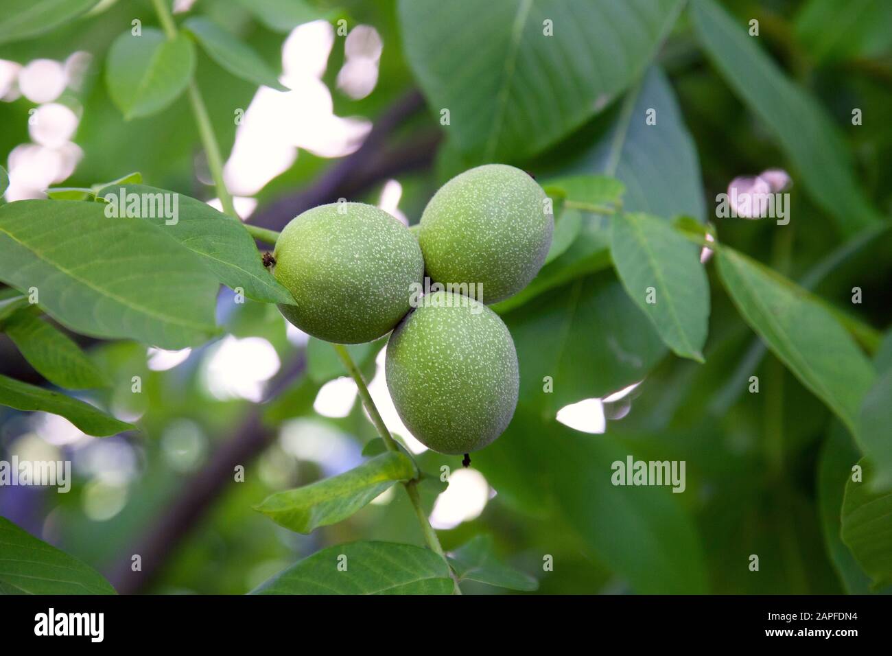 Fresh walnuts hanging on a tree in the blue background. Green walnut ...