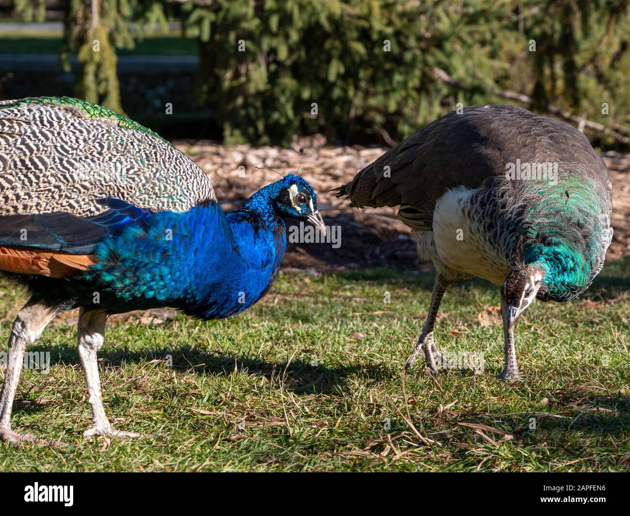 Male and female peacock hi-res stock photography and images - Alamy