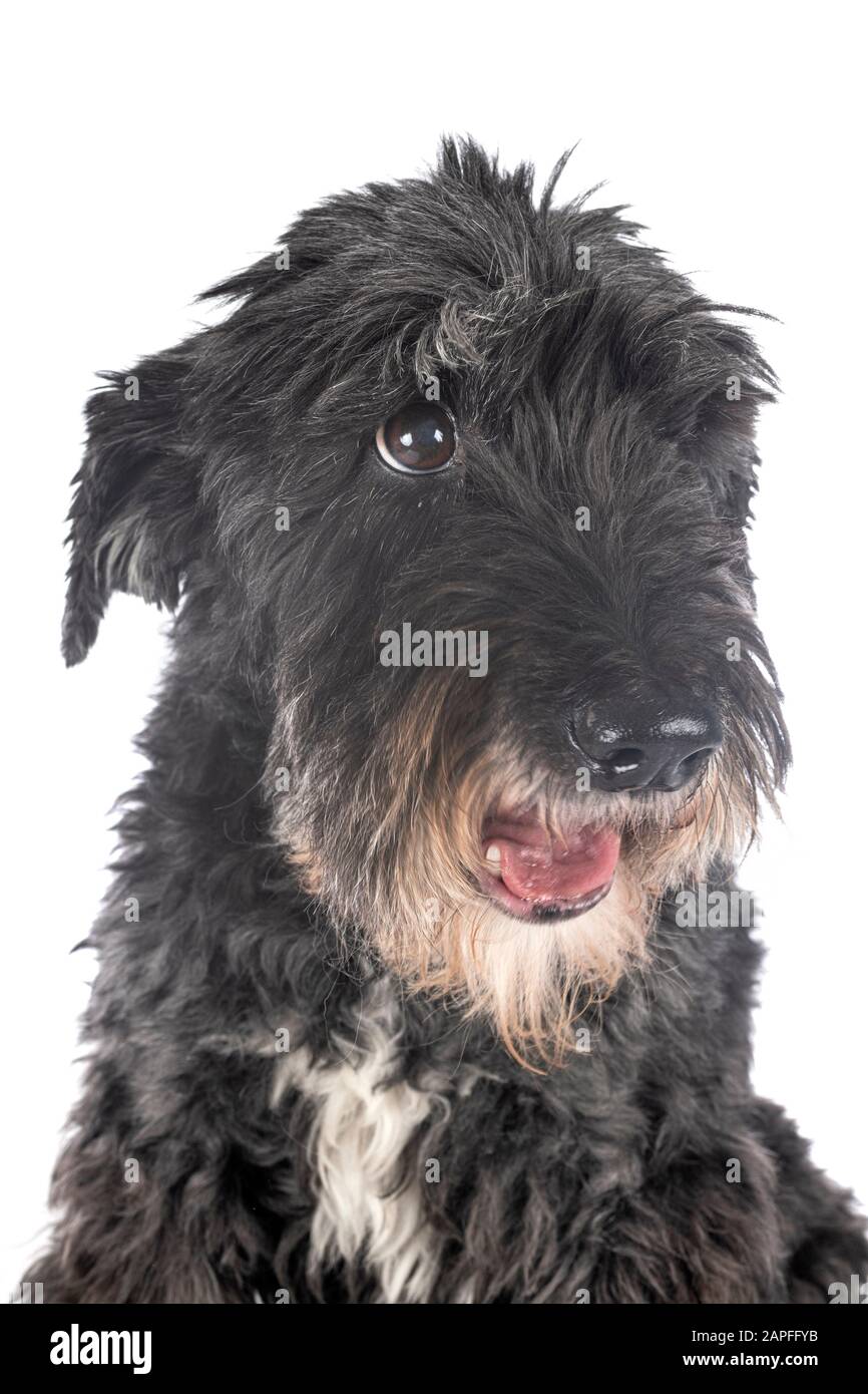 old griffon in front of white background Stock Photo - Alamy