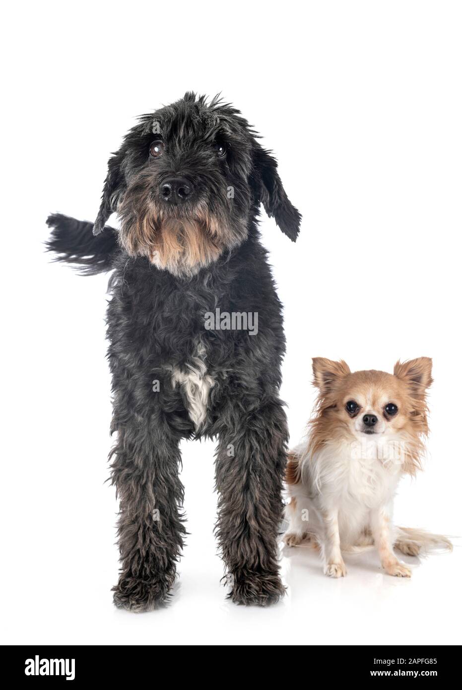 old griffon in front of white background Stock Photo - Alamy