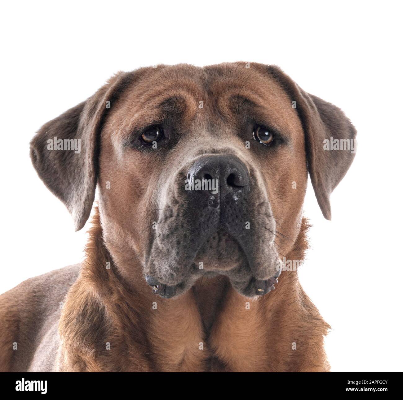 italian mastiff in front of white background Stock Photo - Alamy