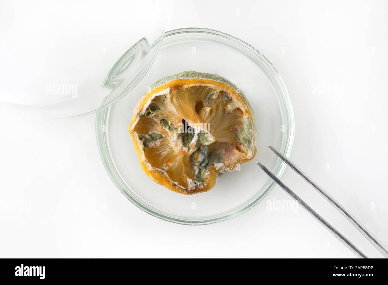 Ugly half lemon with mold in petri dish with tweezers on white ...