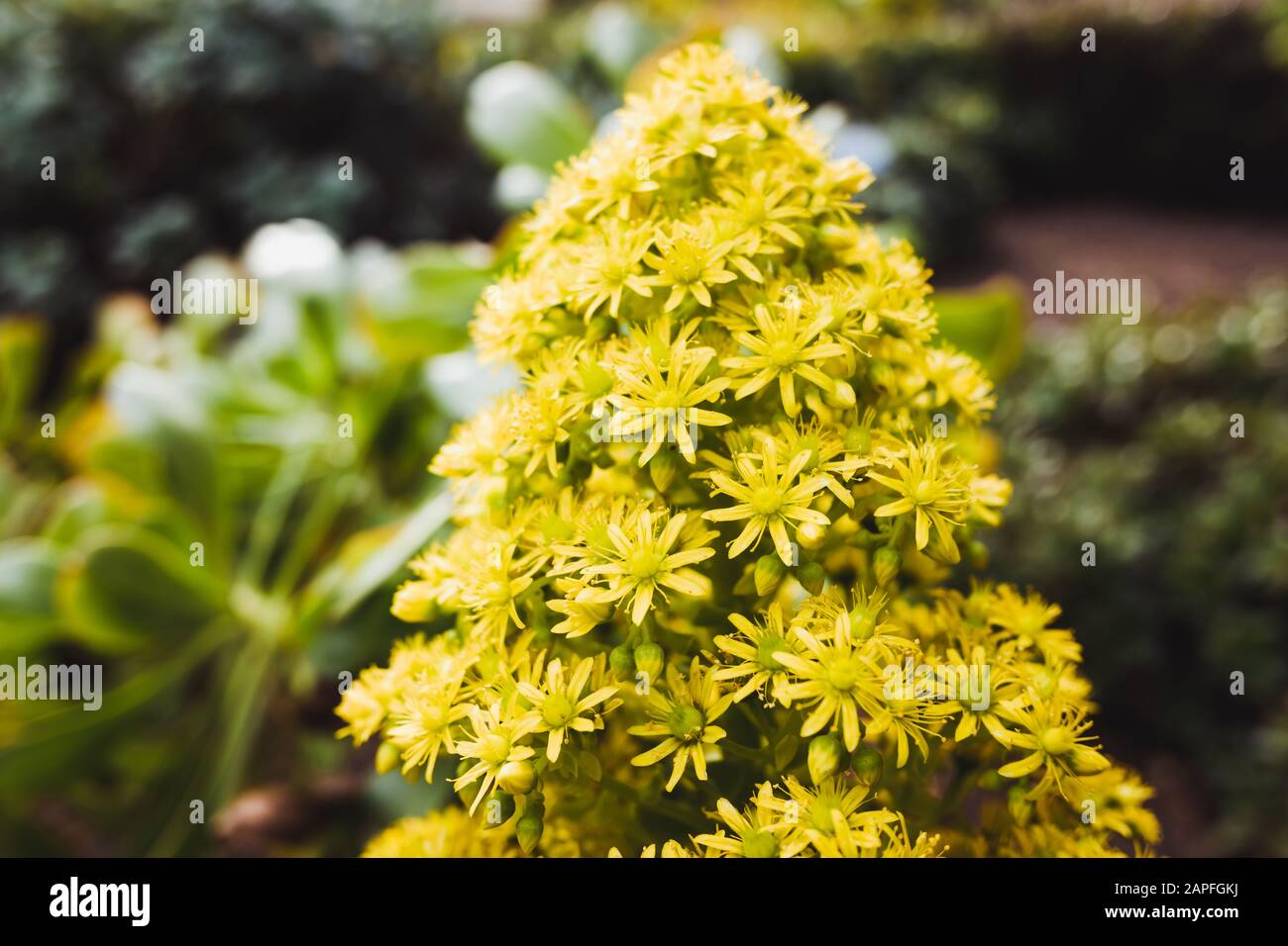 Plants with yellow flowers, detail of the grouped petals Stock Photo ...