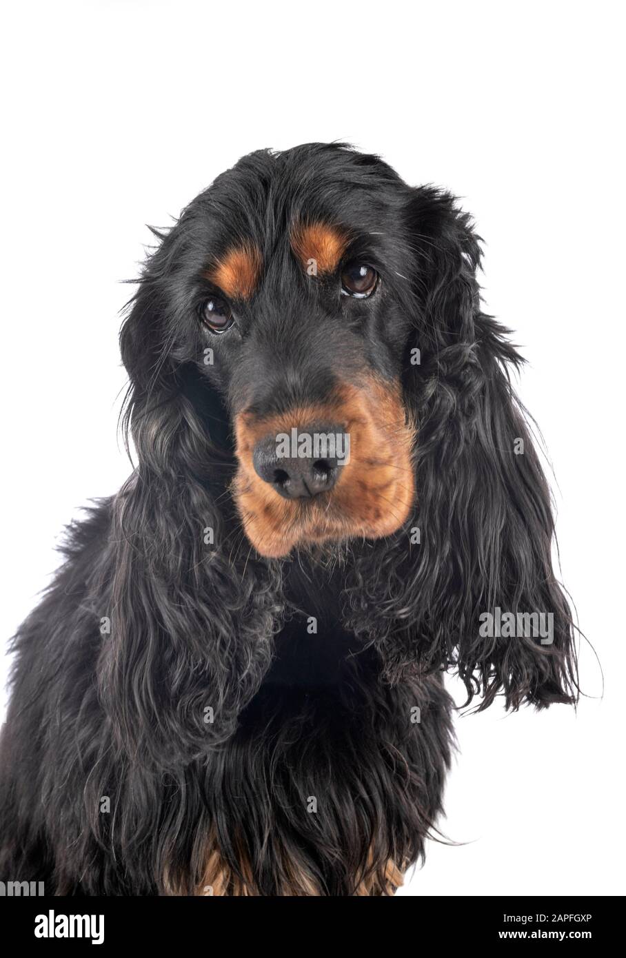 cocker spaniel in front of white background Stock Photo - Alamy