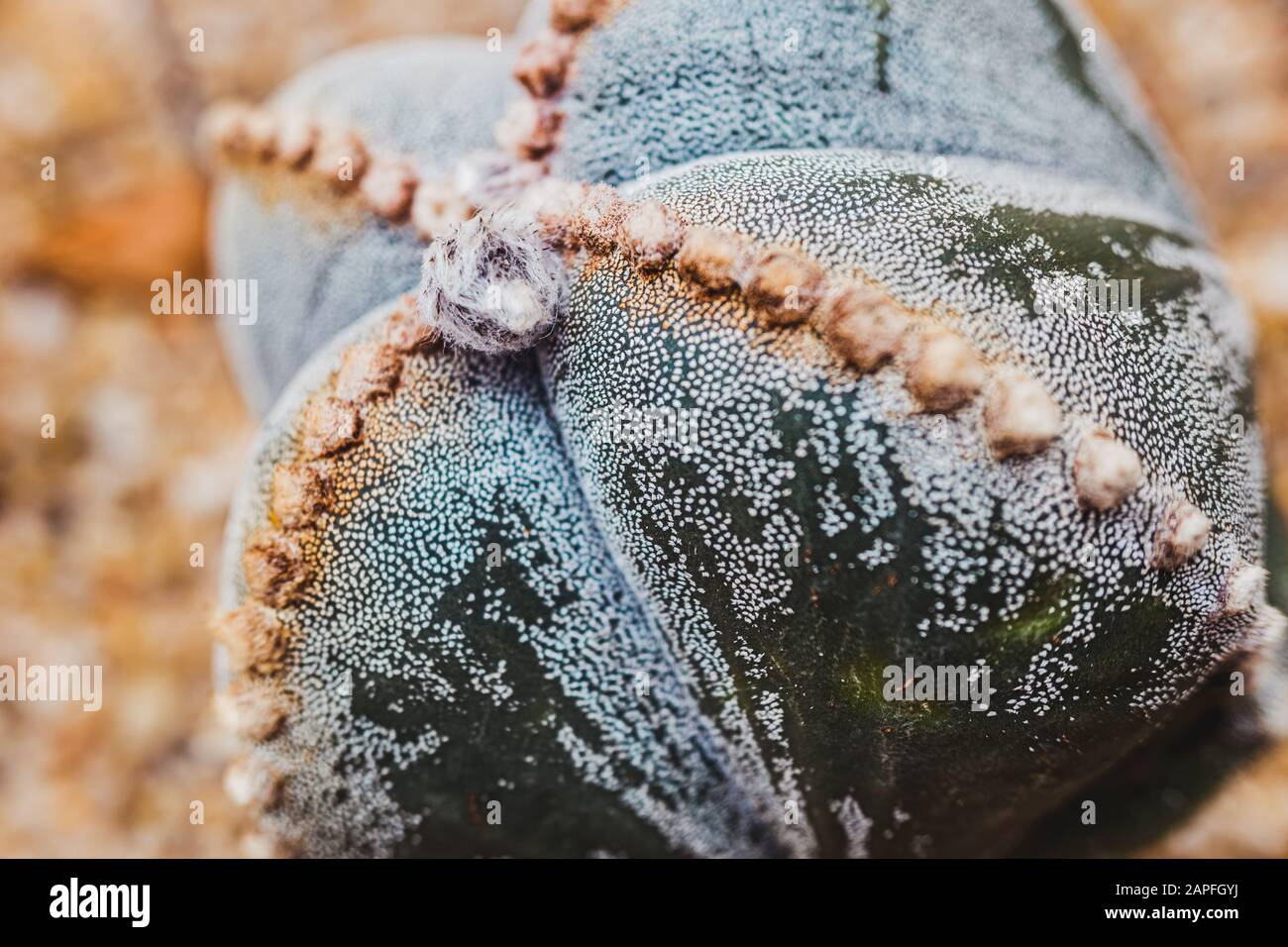 Very strange cactus hi-res stock photography and images - Alamy