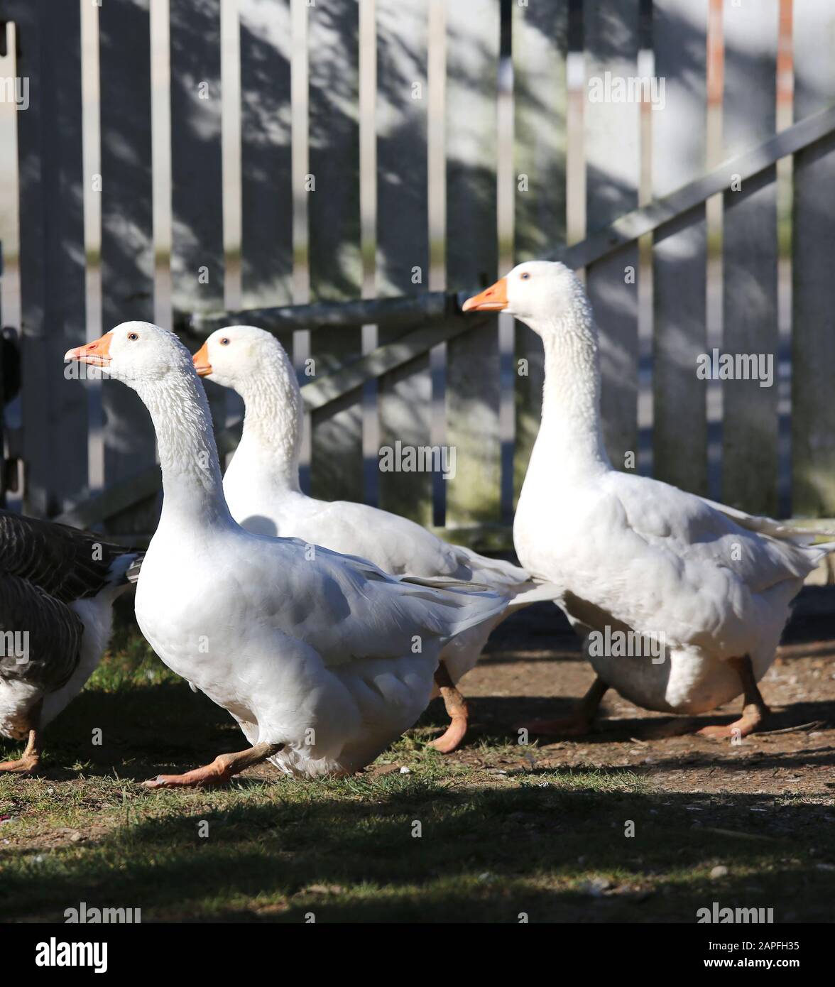 Closeup of white and grey adult geese on farm yard. Domestic goose live ...