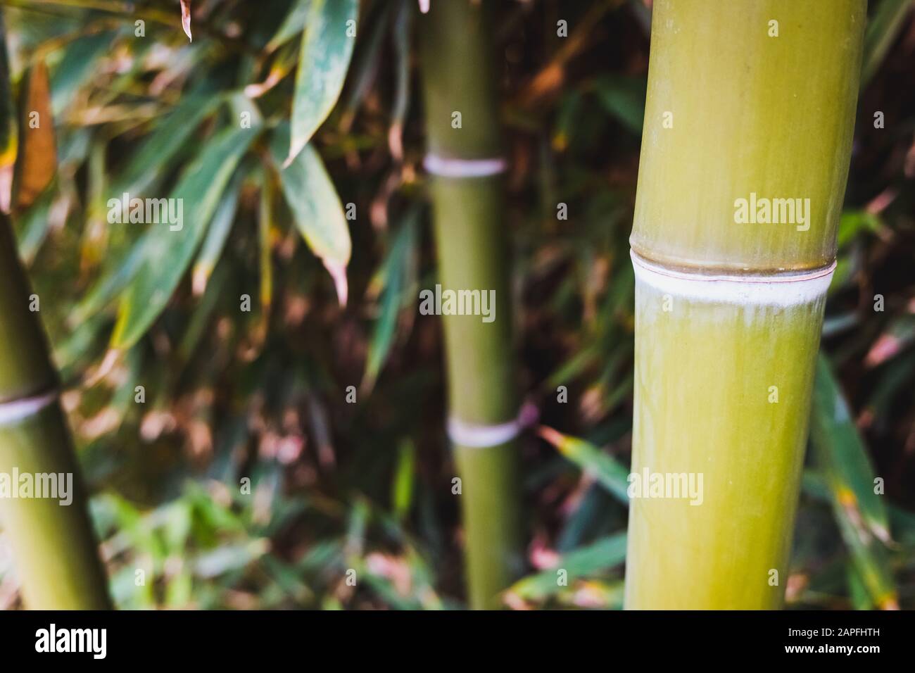 Thick bamboo trunks hi-res stock photography and images - Alamy