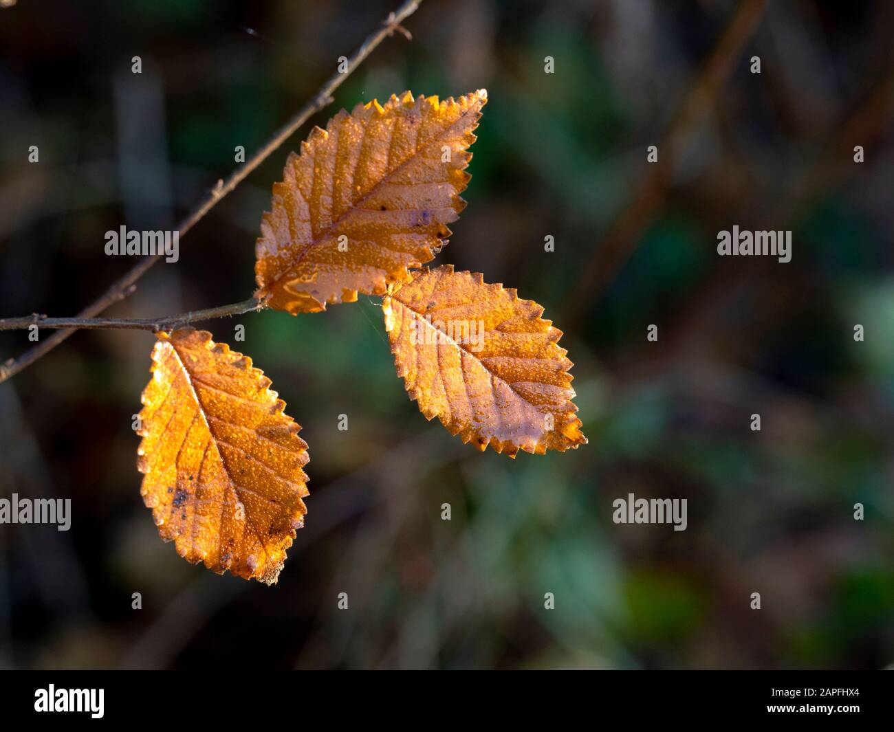 Closeup of beech tree leaves, two with a thin film of ice, catching ...