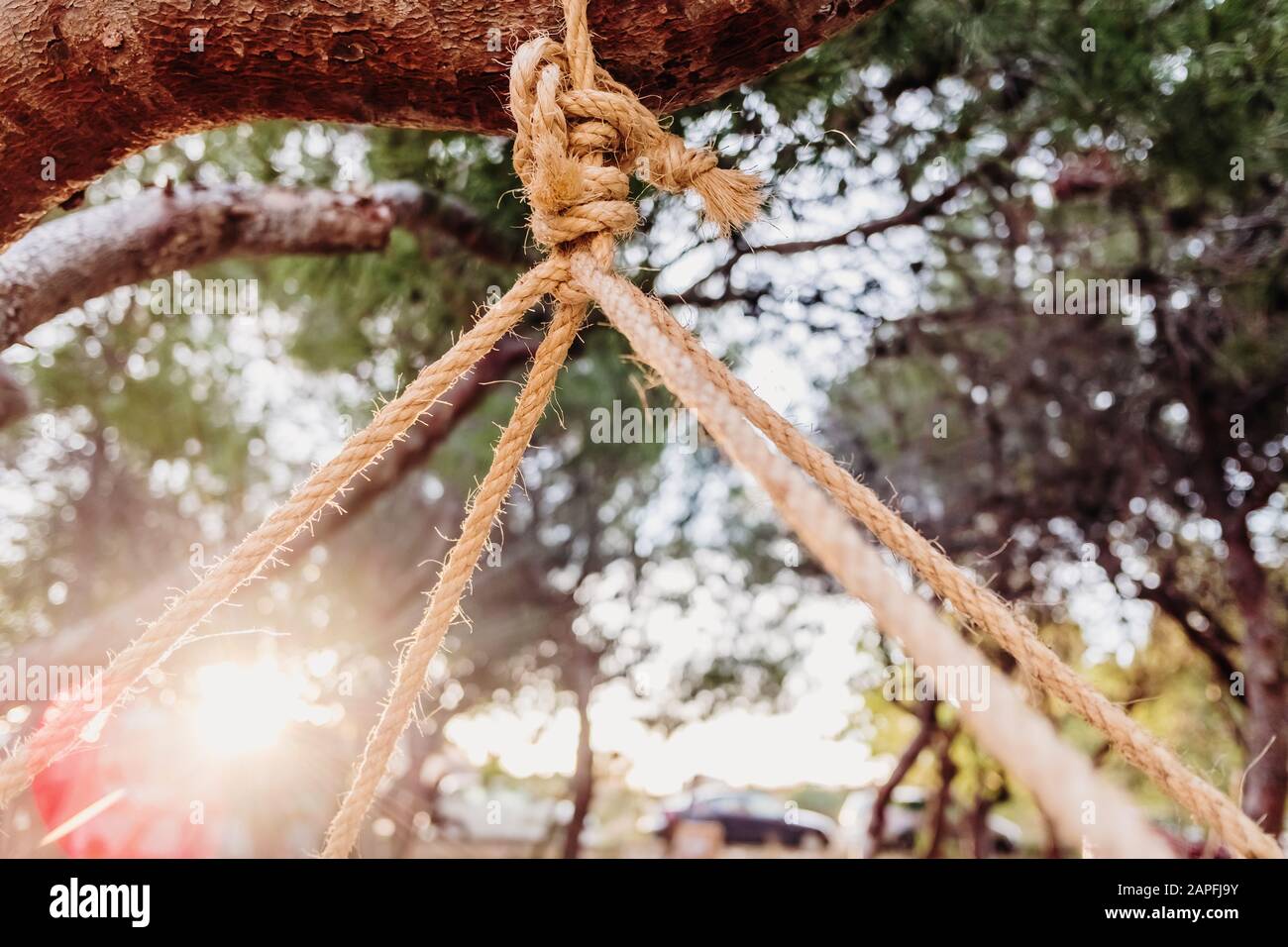 Natural ropes tied to a tree holding a wooden board Stock Photo - Alamy