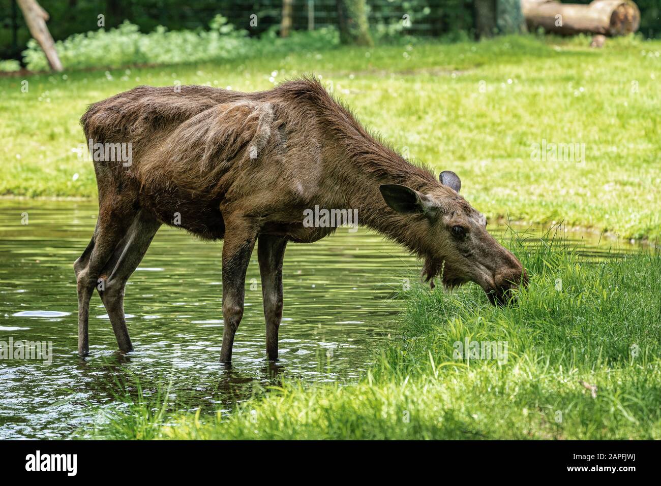 European Moose, Alces alces, also known as the elk. Wild life animal ...