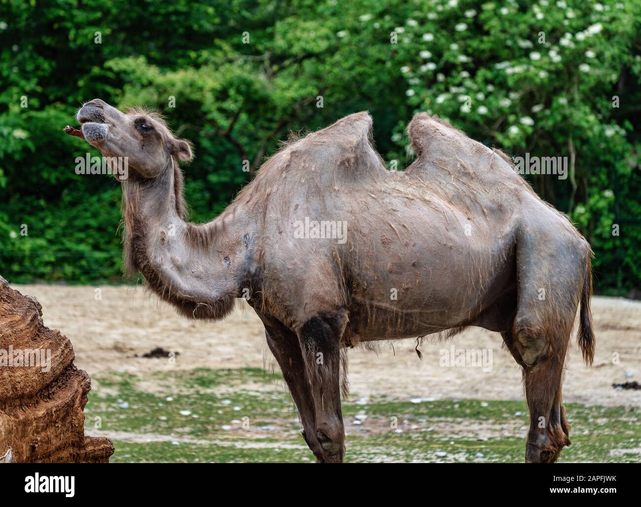 The Bactrian camels, Camelus bactrianus is a large, even-toed ungulate ...