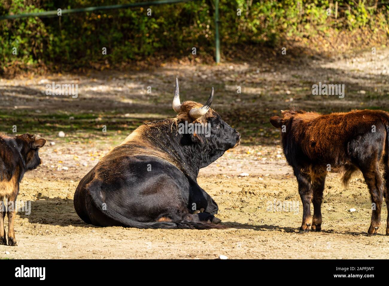 Heck cattle, Bos primigenius taurus, claimed to resemble the extinct ...