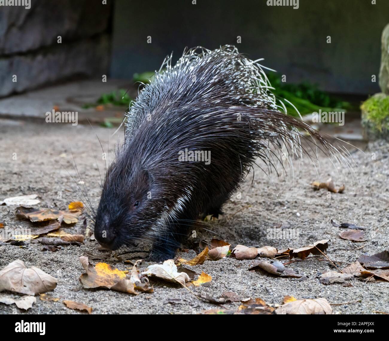The Indian crested Porcupine, Hystrix indica or Indian porcupine, is a ...