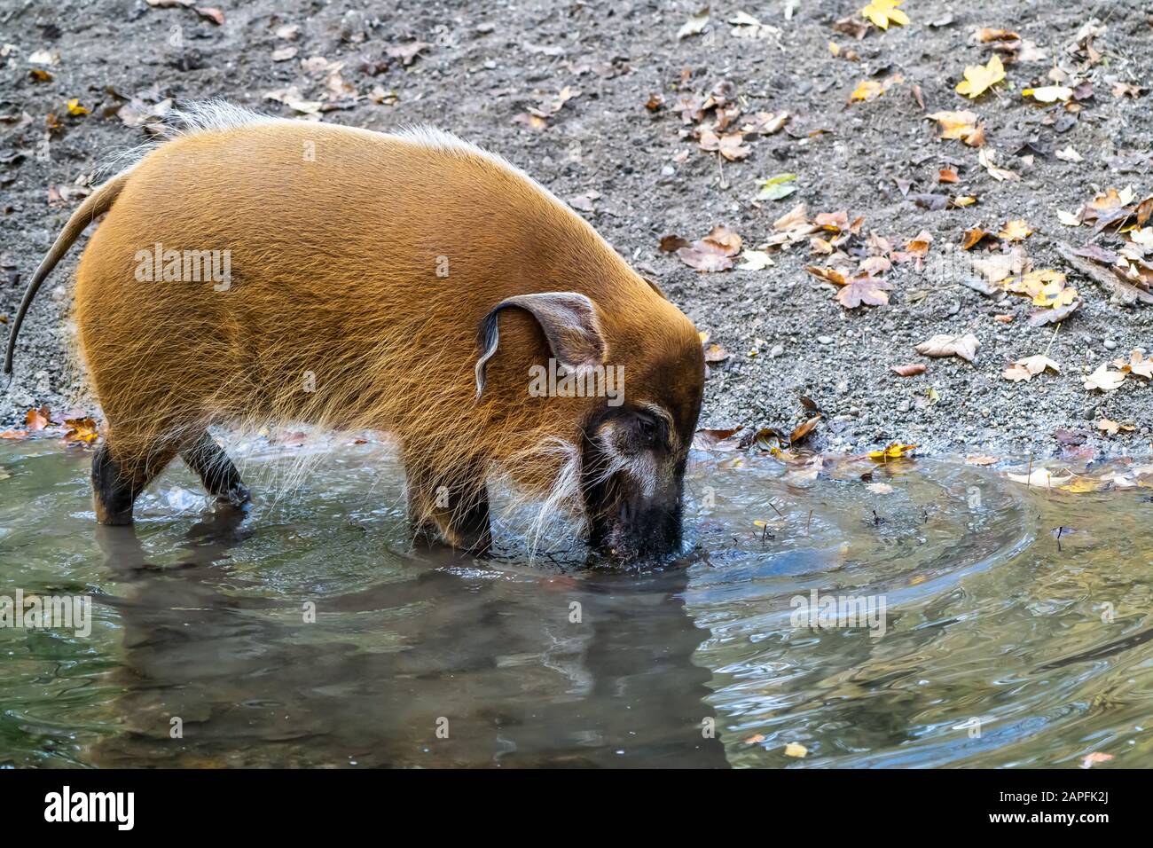 Red river hog, Potamochoerus porcus, also known as the bush pig. This ...
