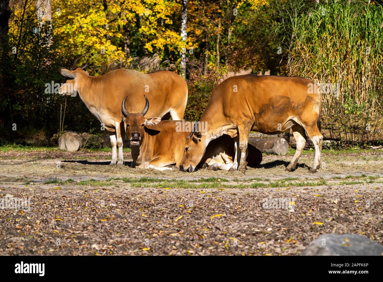 Banteng, Bos javanicus or Red Bull It is a type of wild cattle But ...