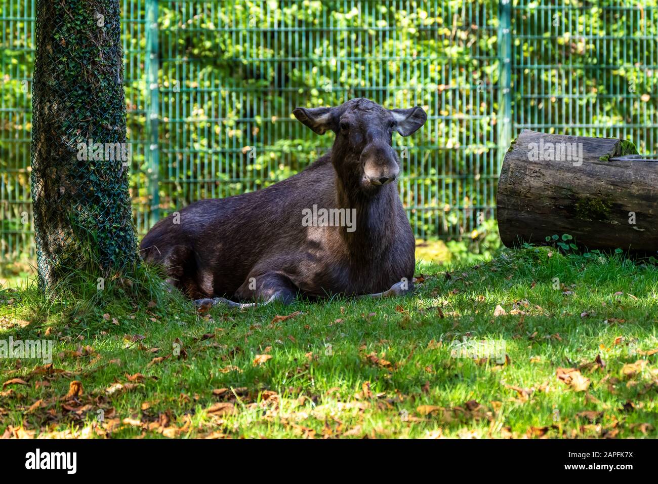 European Moose, Alces alces, also known as the elk. Wild life animal ...