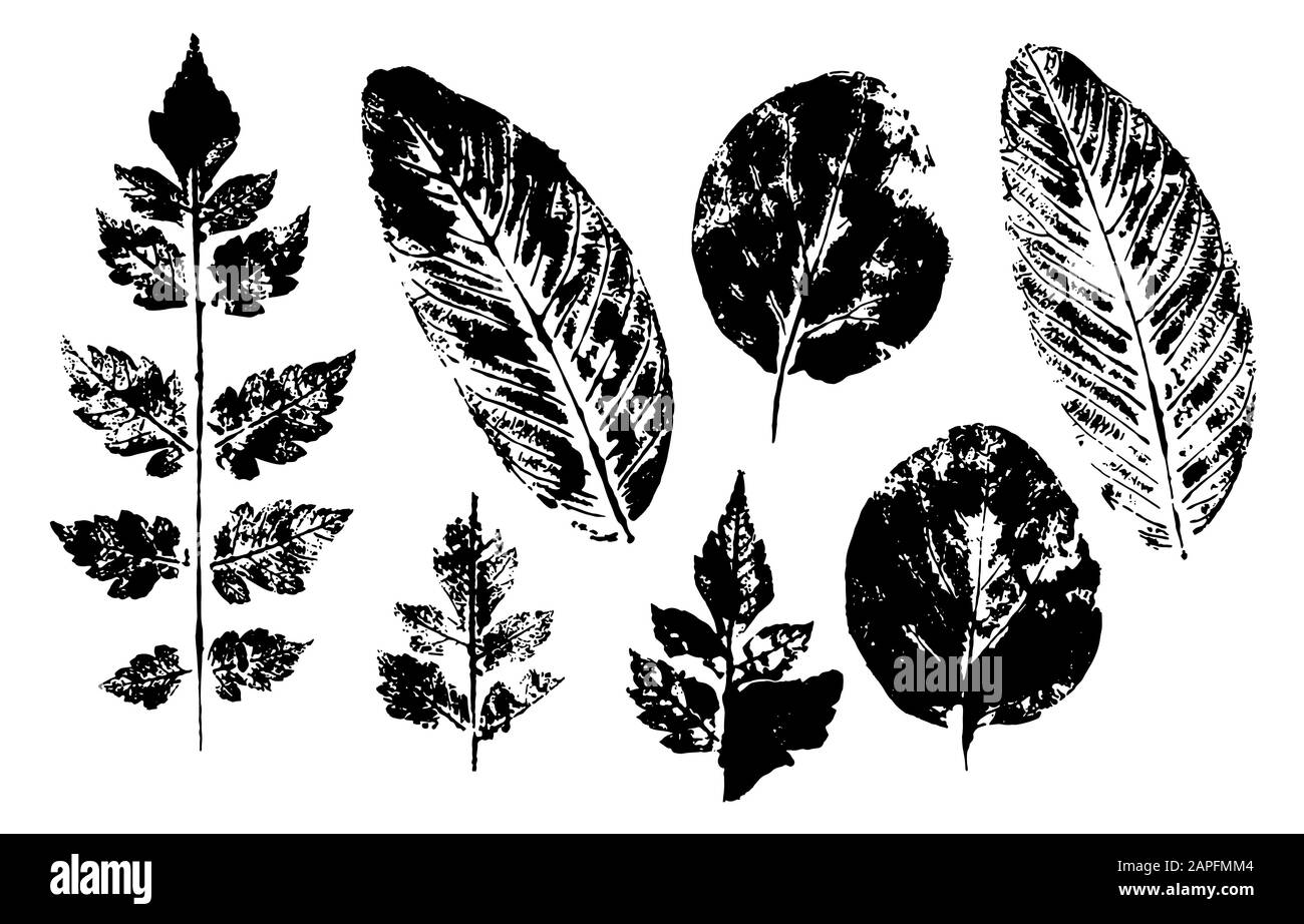 Leaves imprints set isolated on white background vector Stock Vector ...