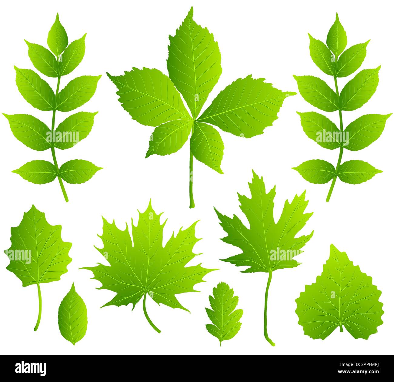 set of green leaves isolated on white background vector Stock Vector ...