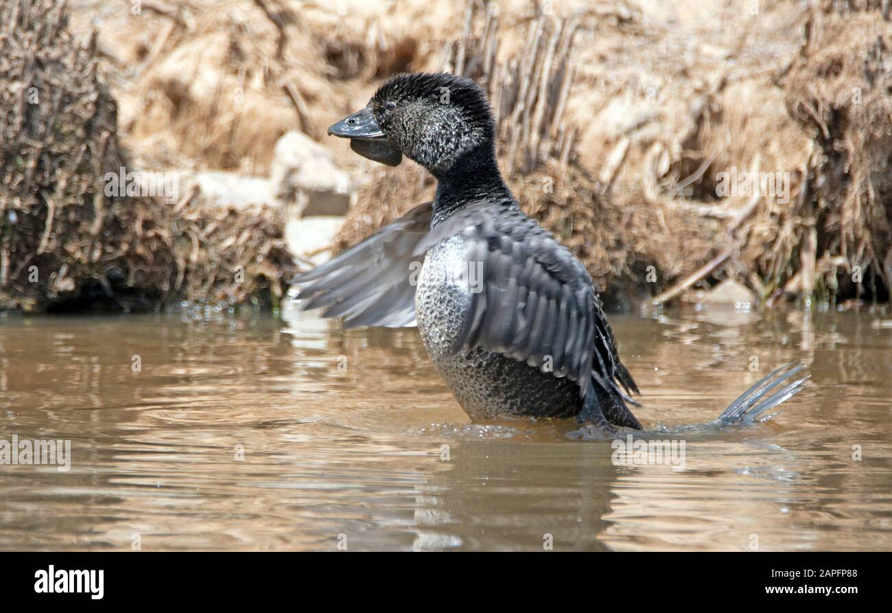 Musk duck (Biziura) in Sanctuary Canberra, Australia Stock Photo - Alamy