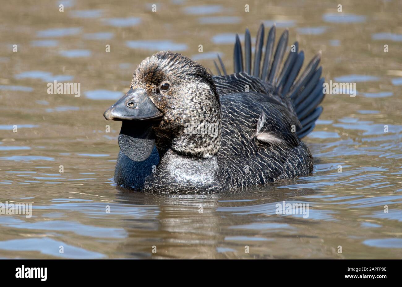 Musk duck australia biziura lobata hi-res stock photography and images ...