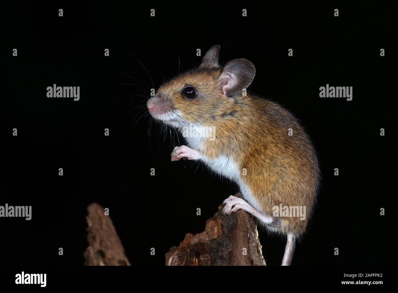 wood mouse apodemus sylvaticus Stock Photo - Alamy