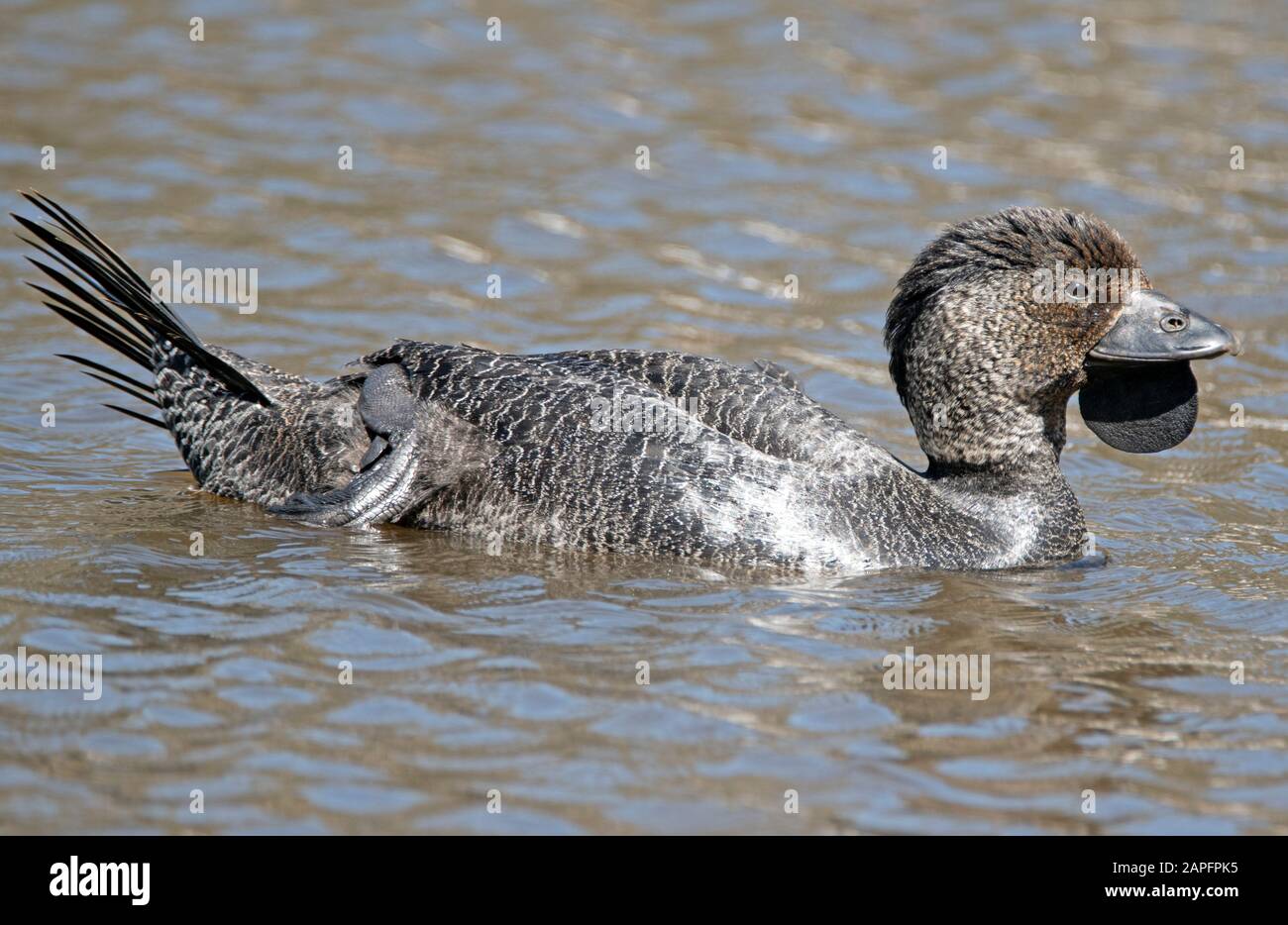 Musk duck (Biziura) in Sanctuary Canberra, Australia Stock Photo - Alamy