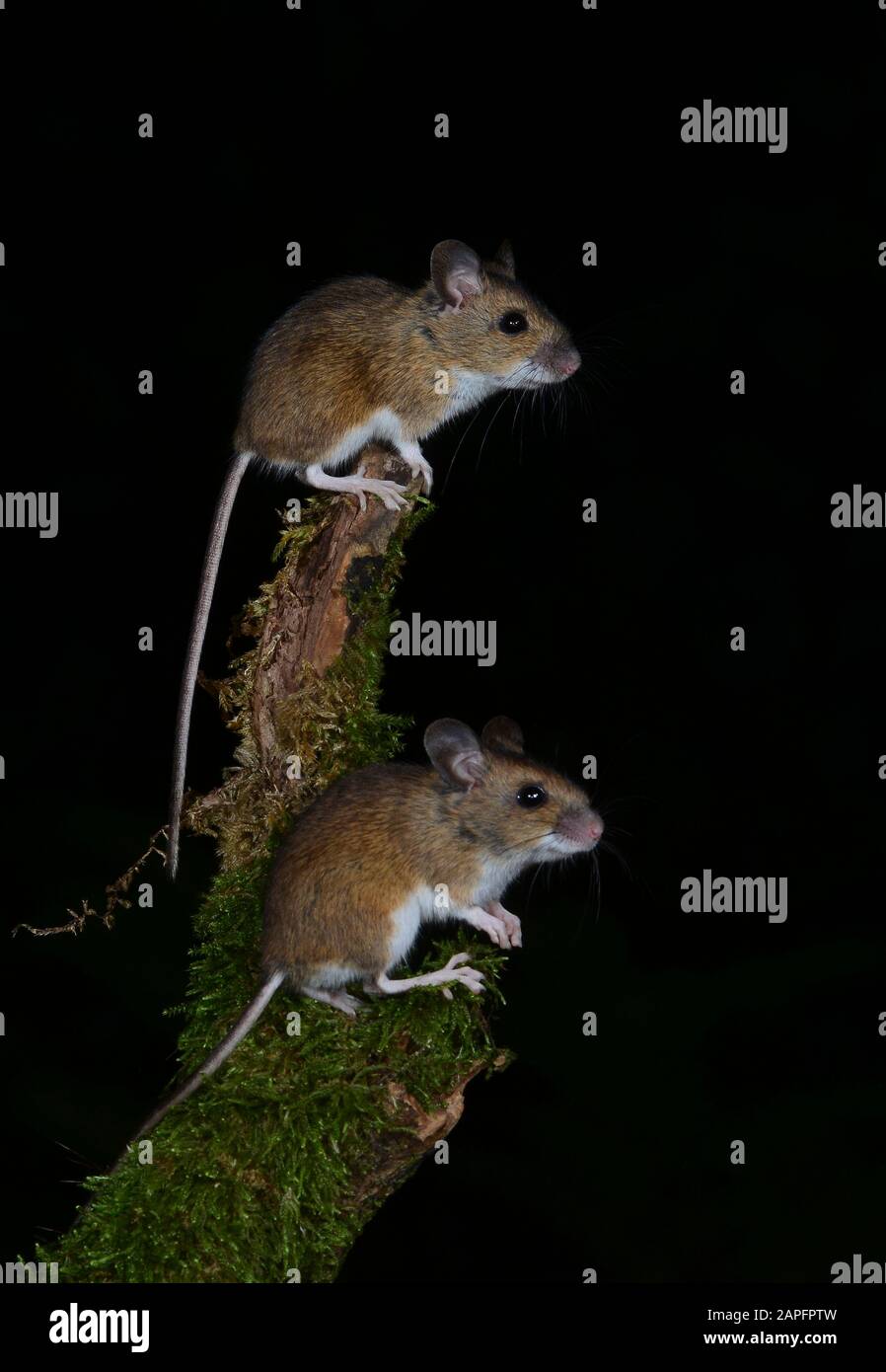 Wood mice hi-res stock photography and images - Alamy