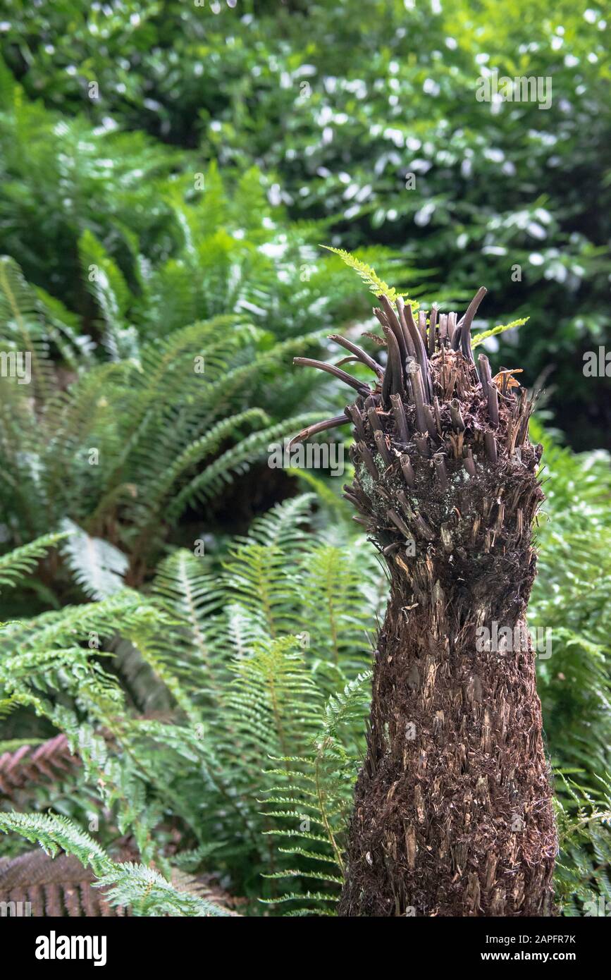 Jurassic forest antarctica hi-res stock photography and images - Alamy