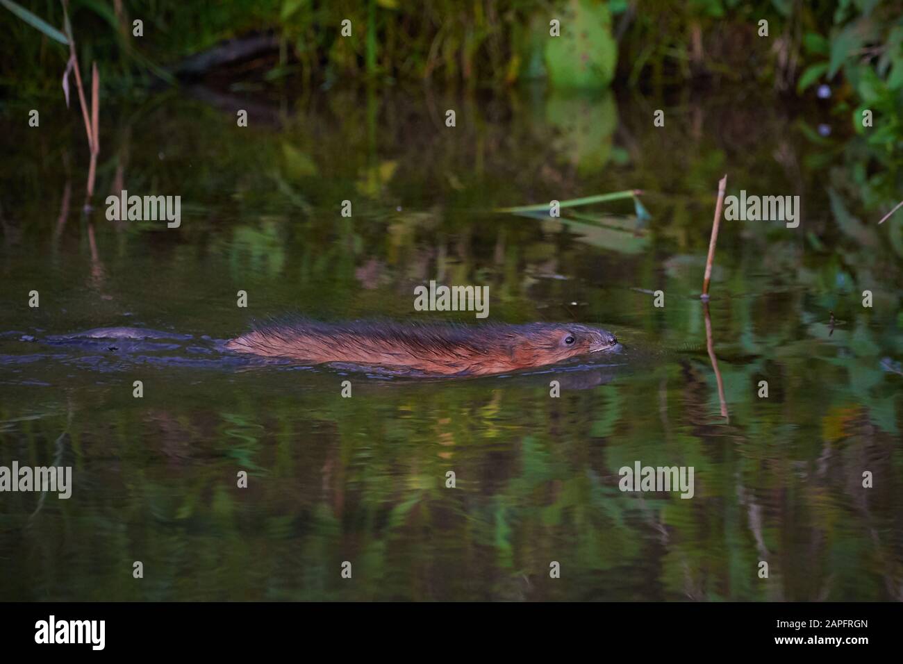 Muskrat (Ondatra zibethicus) swimming Stock Photo - Alamy
