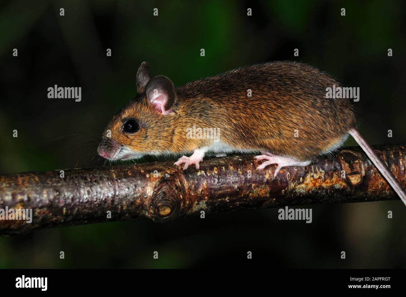 wood mouse apodemus sylvaticus Stock Photo - Alamy