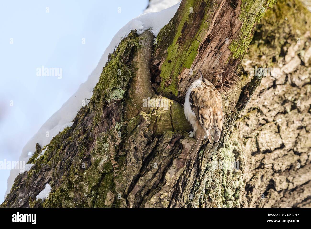 Treecreeper eggs hi-res stock photography and images - Alamy