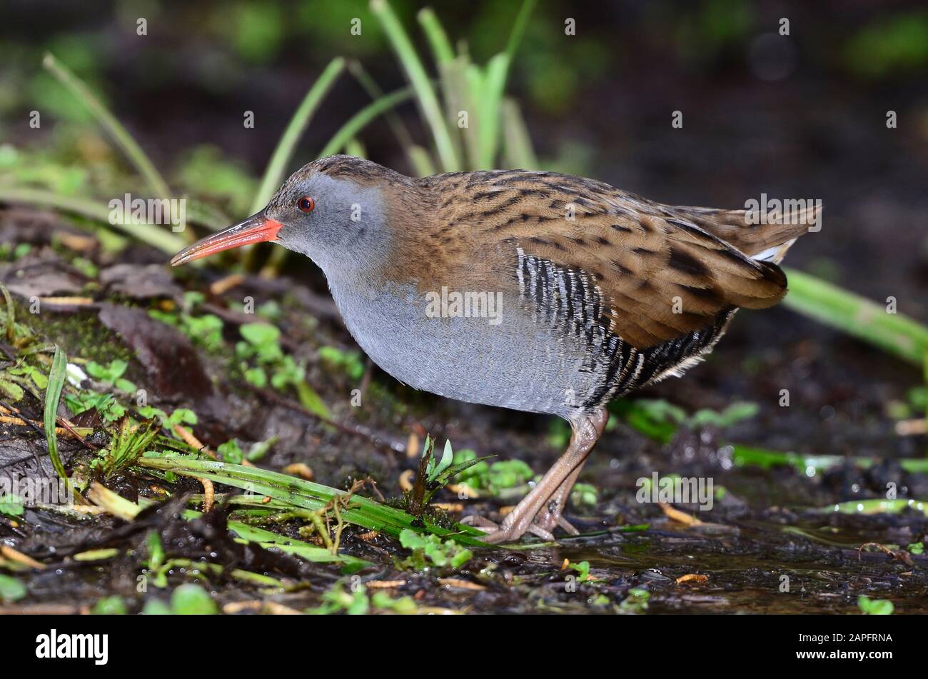 water rail rallus aquaticus Stock Photo - Alamy