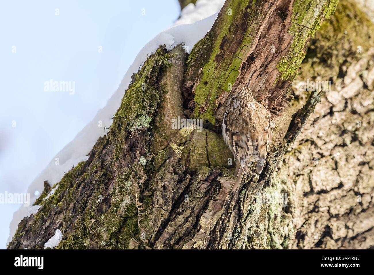 Treecreeper eggs hi-res stock photography and images - Alamy