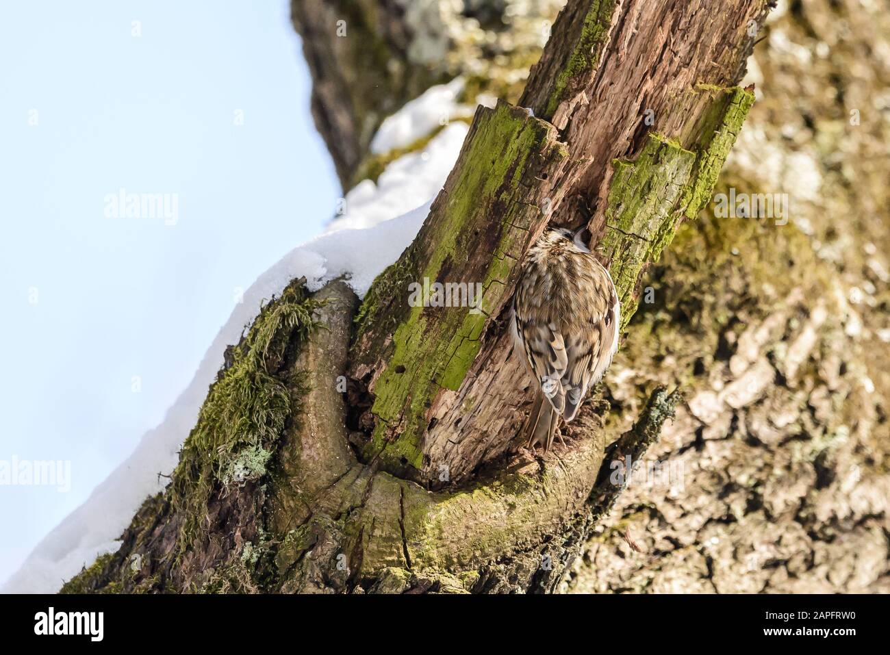 Treecreeper eggs hi-res stock photography and images - Alamy