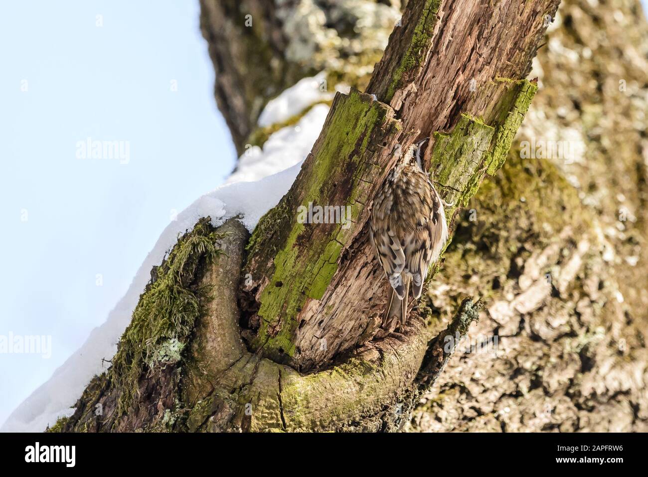 Treecreeper eggs hi-res stock photography and images - Alamy