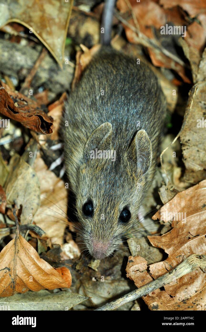 wood mouse apodemus sylvaticus Stock Photo - Alamy