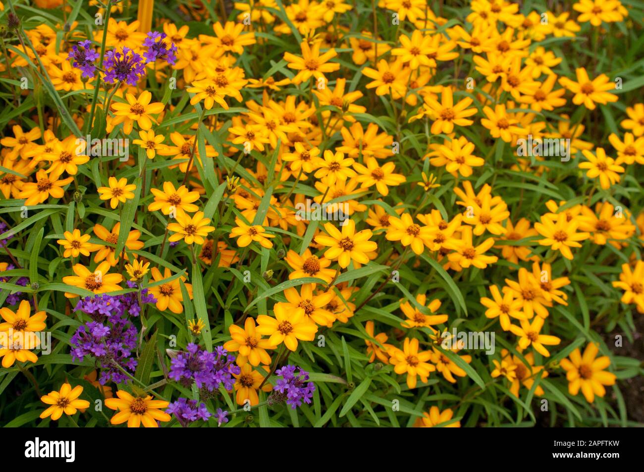 Zinnia angustifolia an hi-res stock photography and images - Alamy