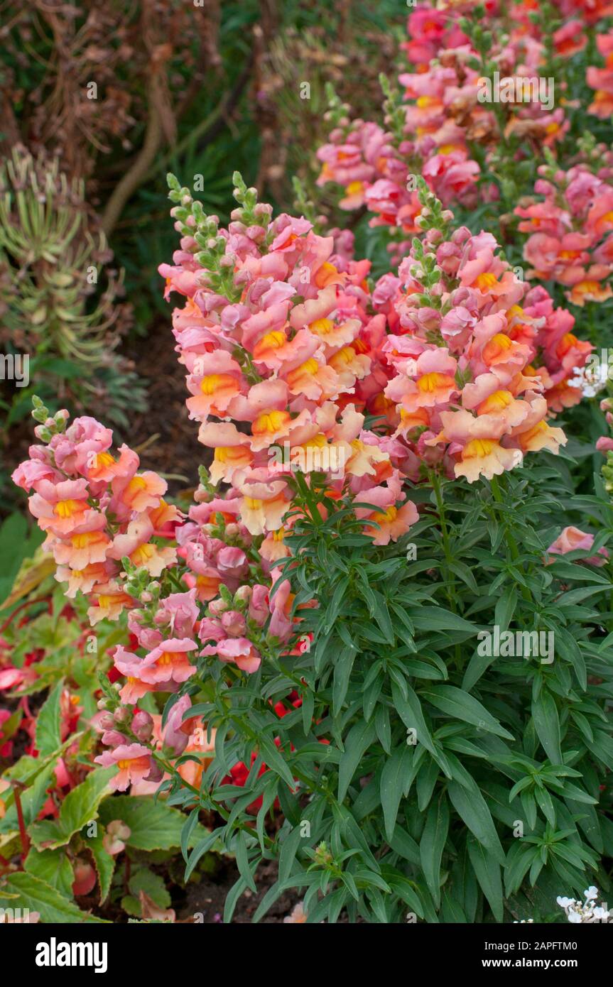 Common Snapdragon (Antirrhinum majus) in bloom Stock Photo - Alamy