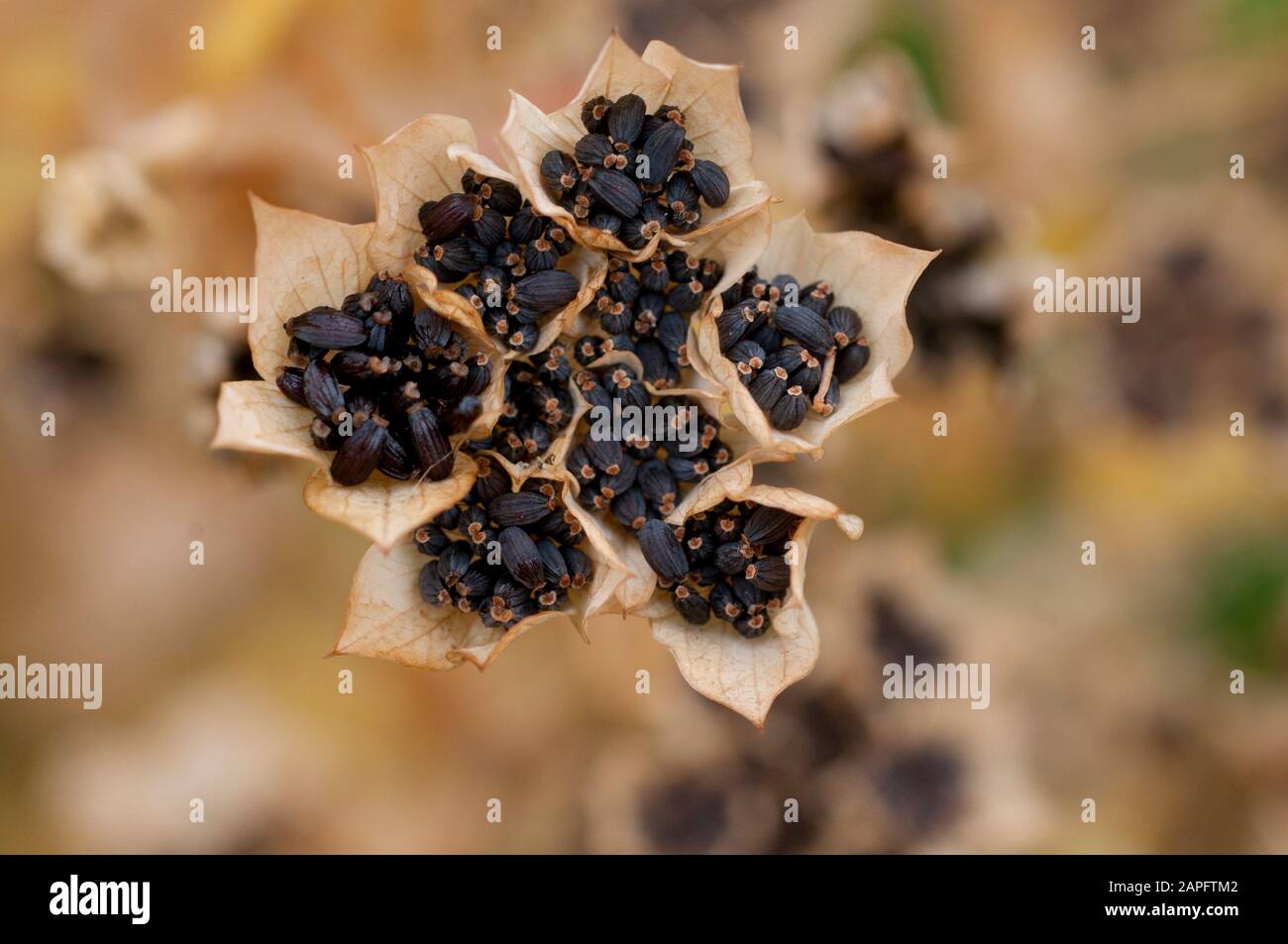 Bupleurum rotundifolium hi-res stock photography and images - Alamy