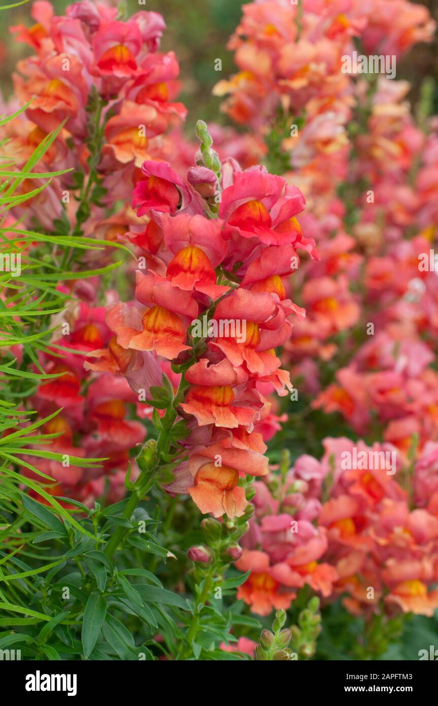 Common Snapdragon (Antirrhinum majus) in bloom Stock Photo - Alamy